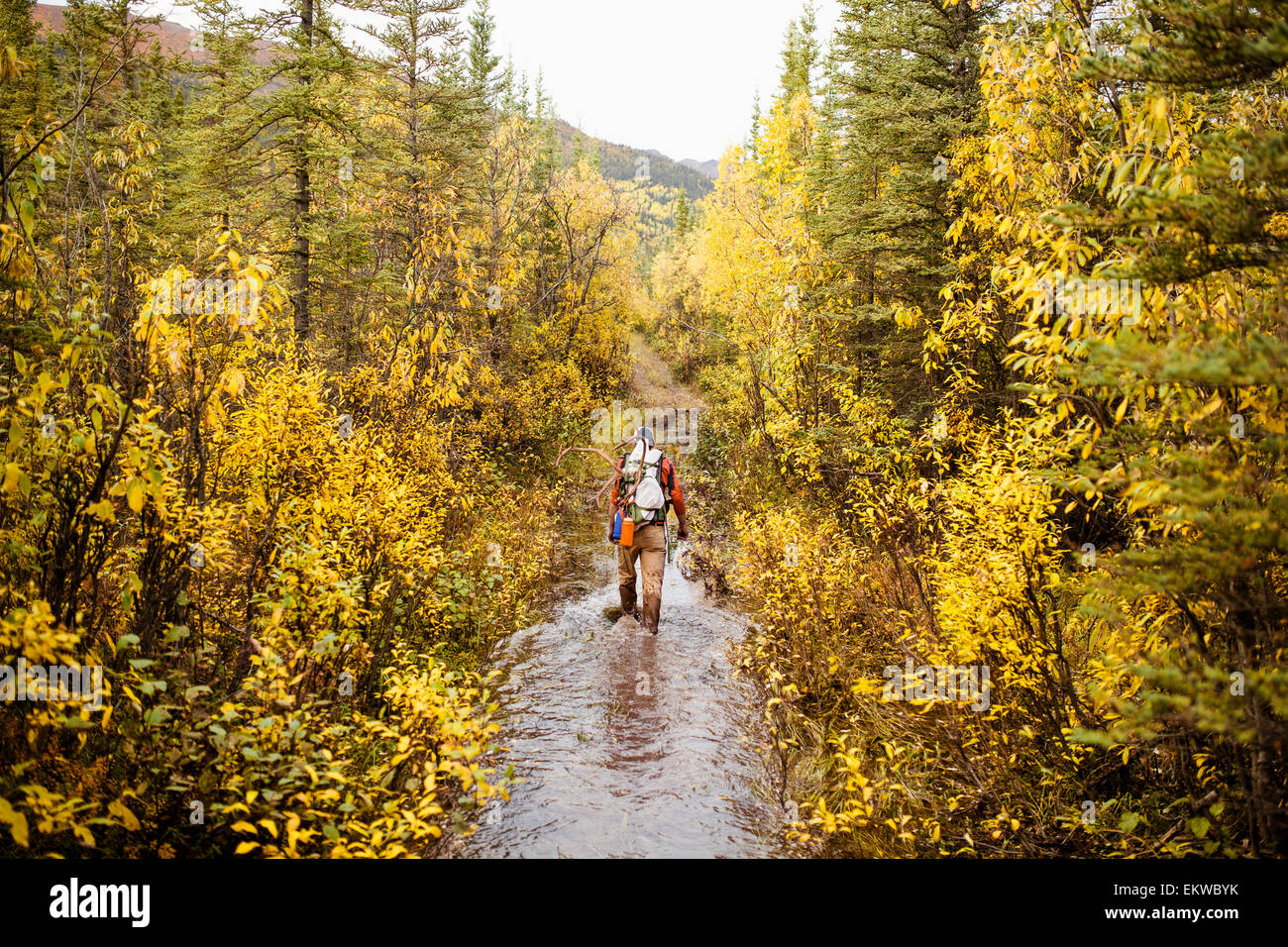 Male hunter wading through stream while hunting during autumn, Tok ...