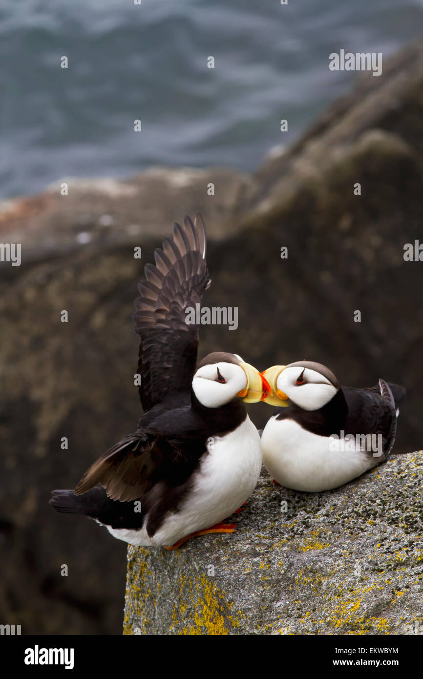 Side View Of Puffin Face High Resolution Stock Photography and Images ...