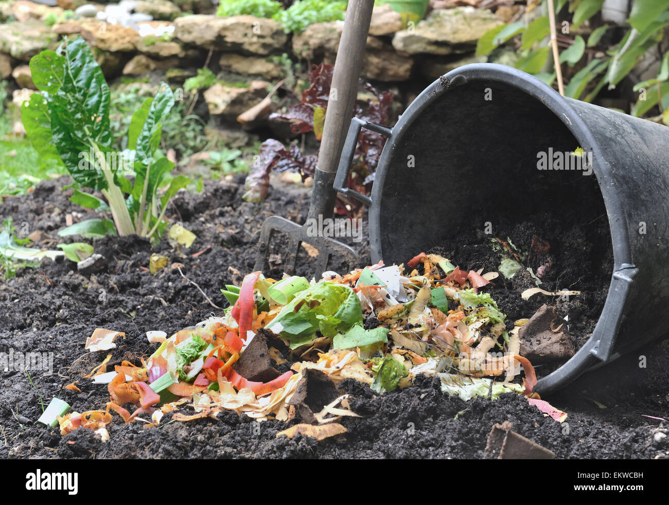 bucket spilling various vegetable peelings on soil from the garden ...