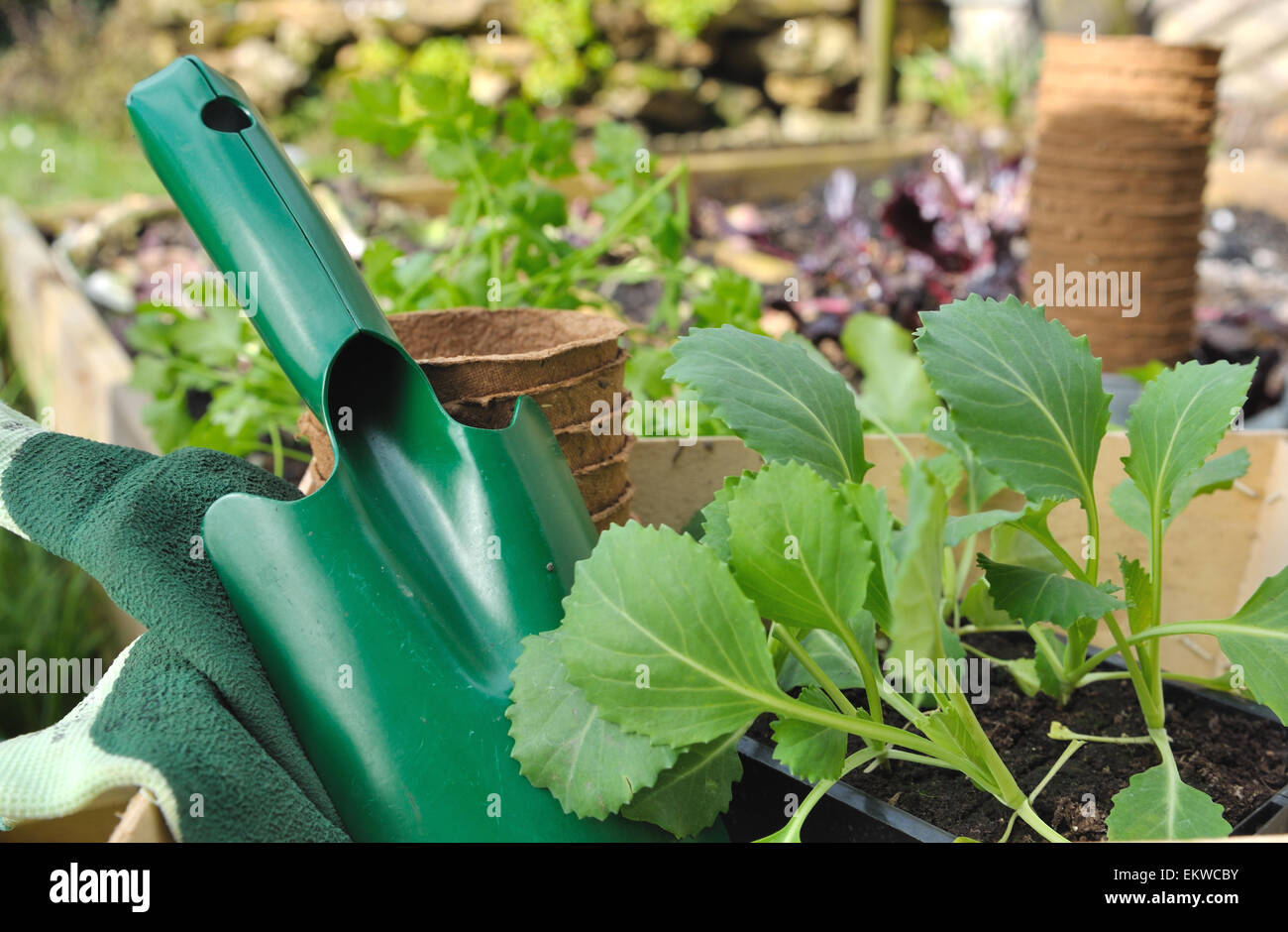 Vegetable seedlings hi-res stock photography and images - Alamy