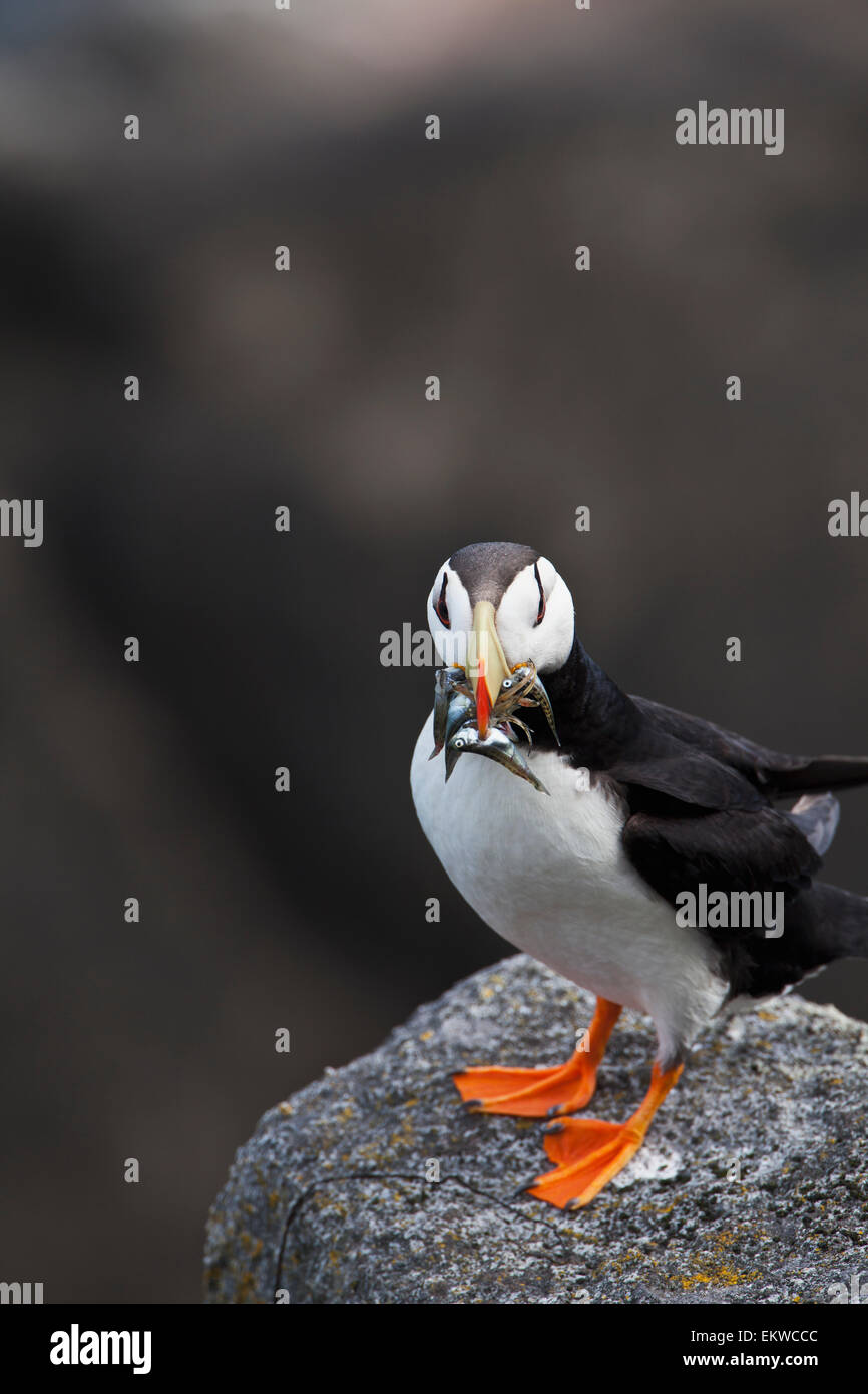 Puffin holding fish hi-res stock photography and images - Alamy