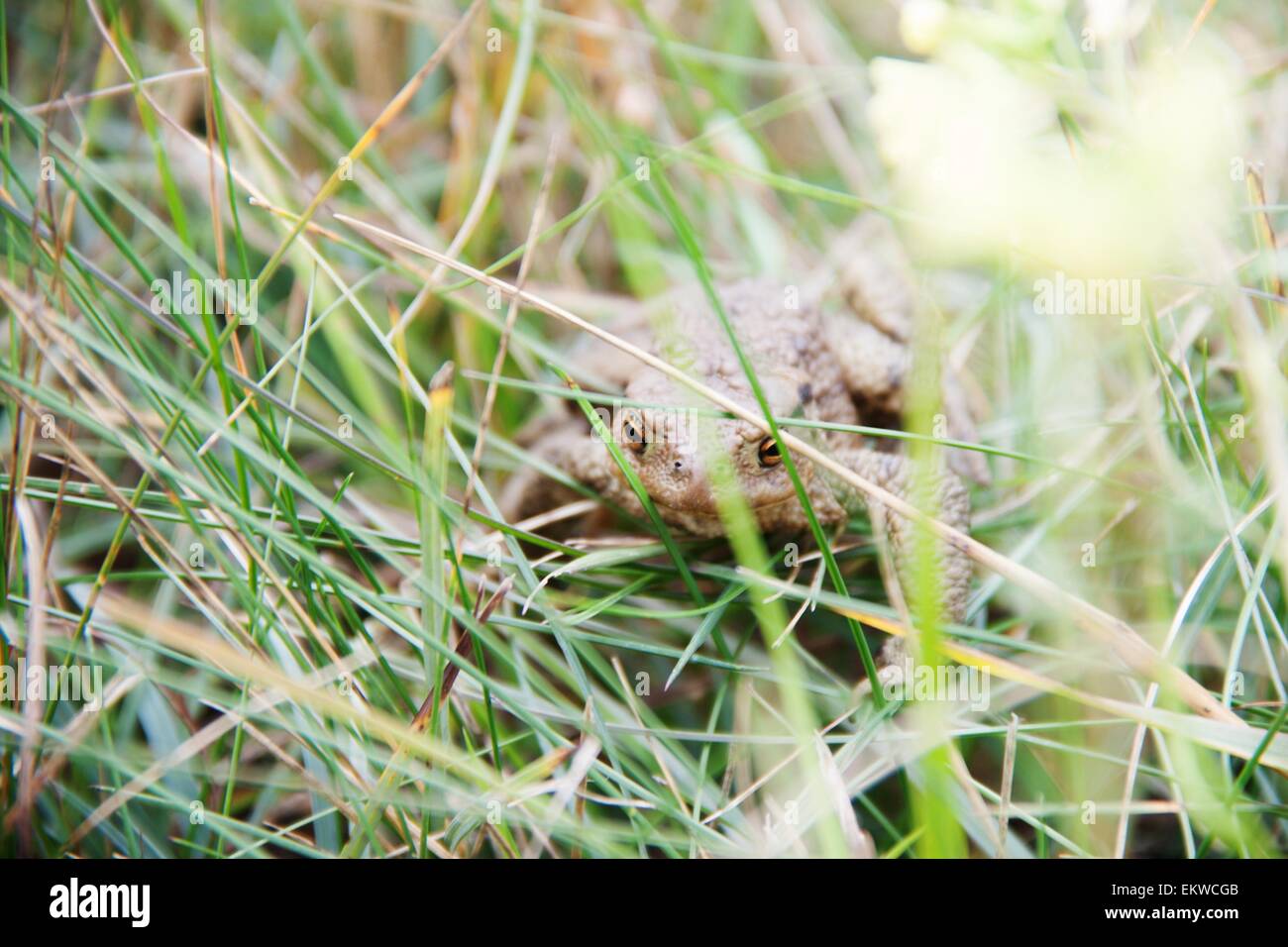 Frog toad hunting hi-res stock photography and images - Alamy