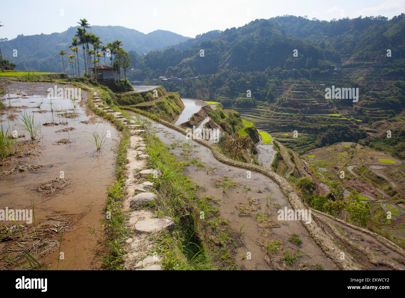 North Luzon Philippines Rice Terrace High Resolution Stock Photography ...