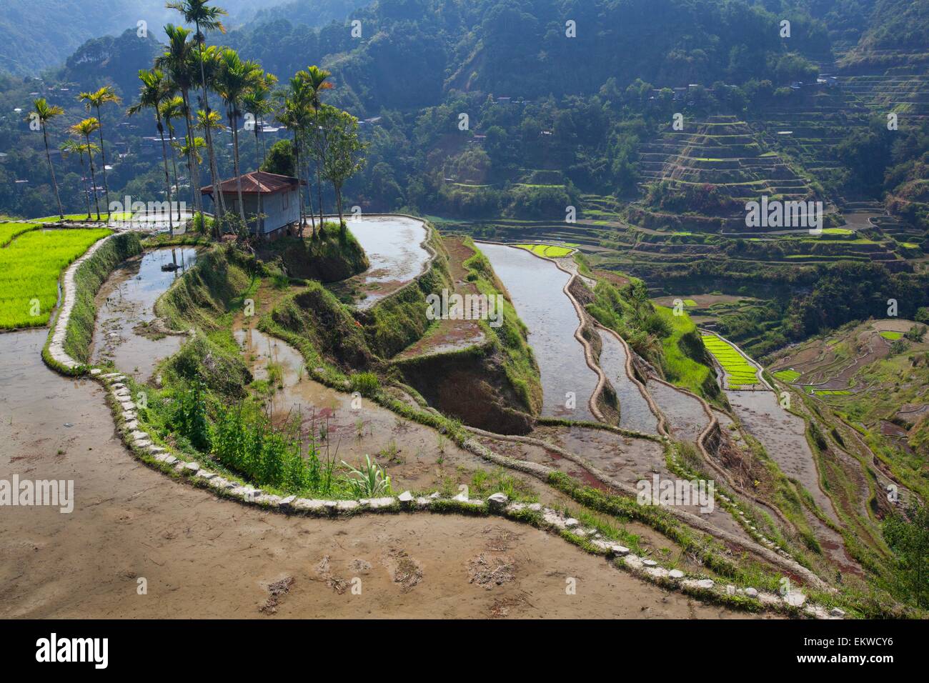 North luzon philippines rice terrace hi-res stock photography and ...