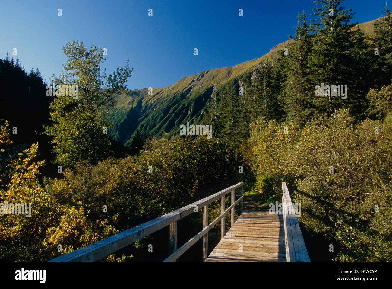 Footbridge On Perserverance Trail Coast Mountains Near Juneau Alaska ...