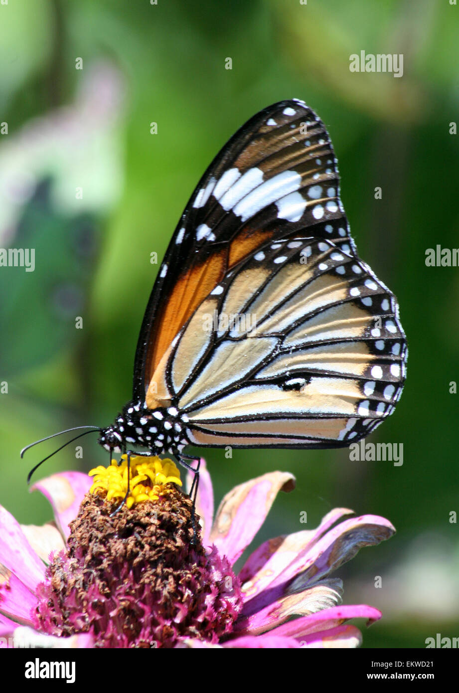 Common Tiger Butterfly, Danaus Genutia, Pokhara, Nepal Stock Photo - Alamy
