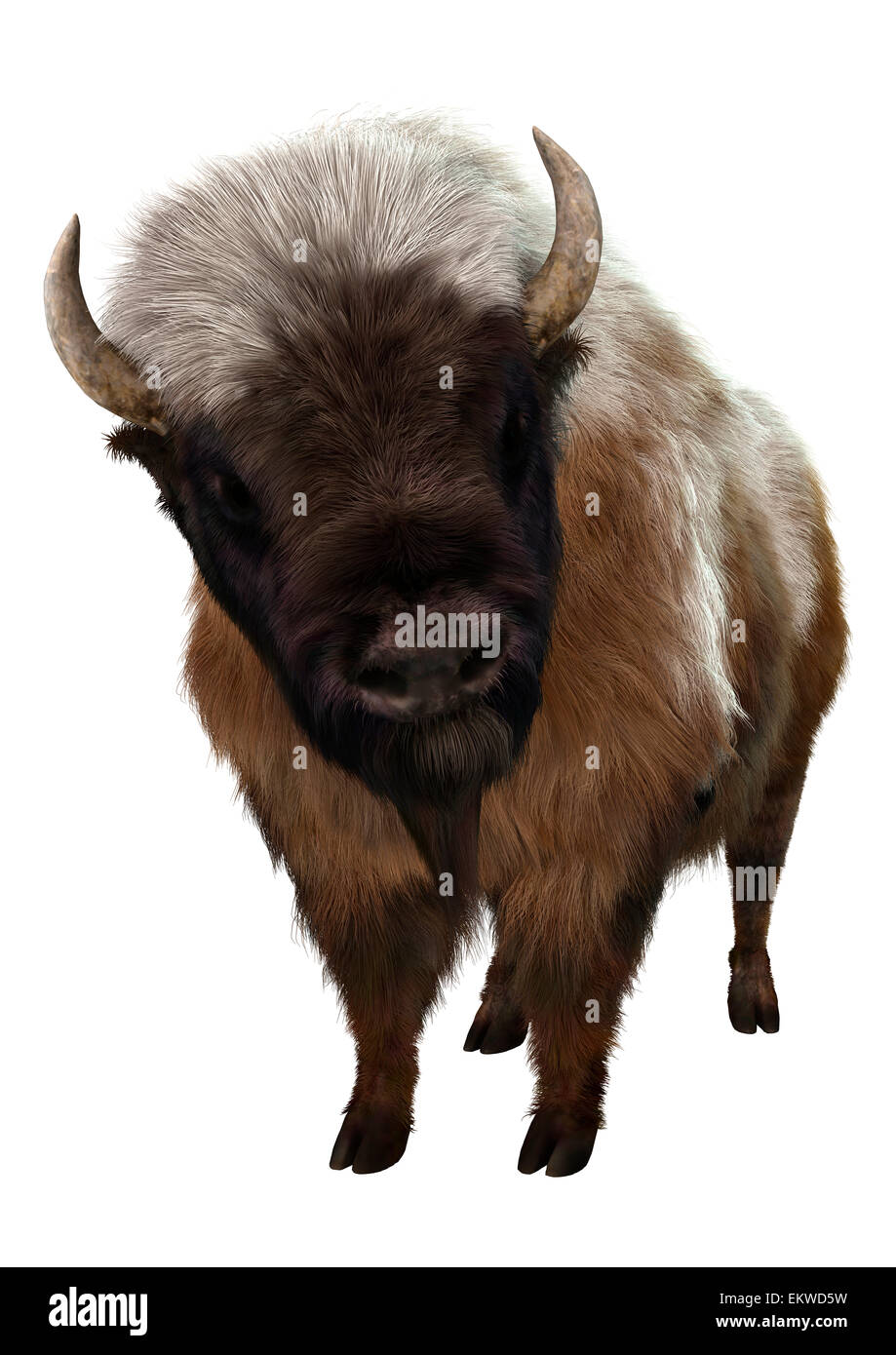 3D digital render of an American bison isolated on white background ...