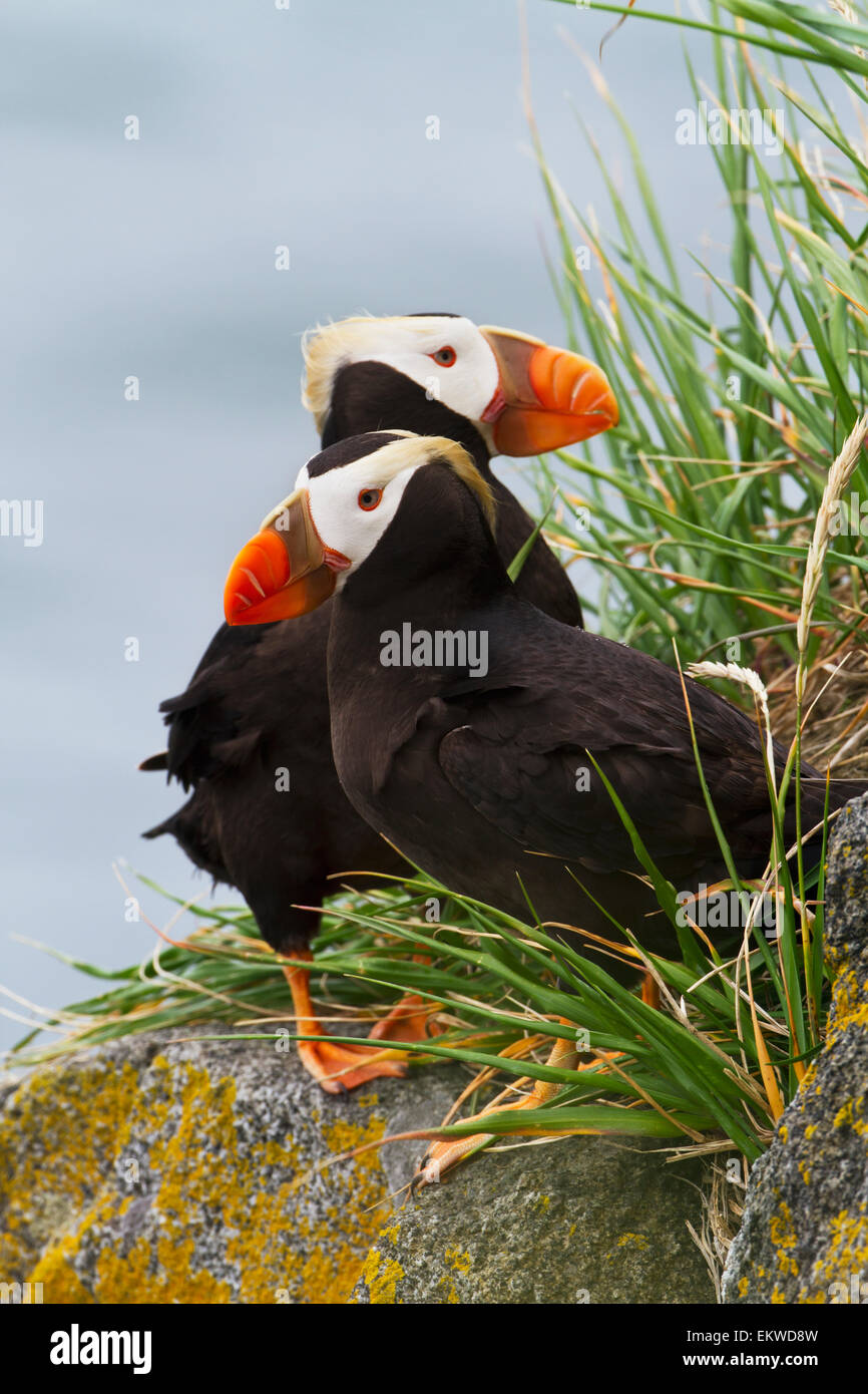 Puffins perching on grass hi-res stock photography and images - Alamy