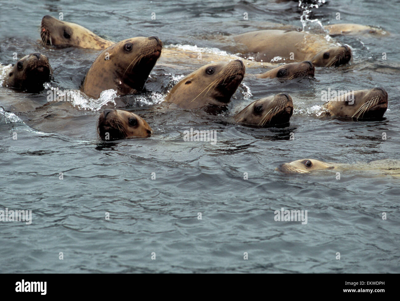 Steller Sea Lions In The Water Inian Islands Icy Strait Tongass ...