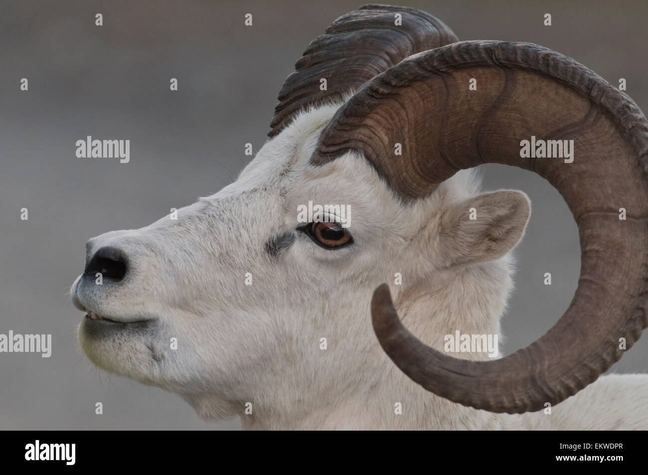 Adult,Alaska,Close Up,Cute,Dall Sheep,Day Stock Photo - Alamy