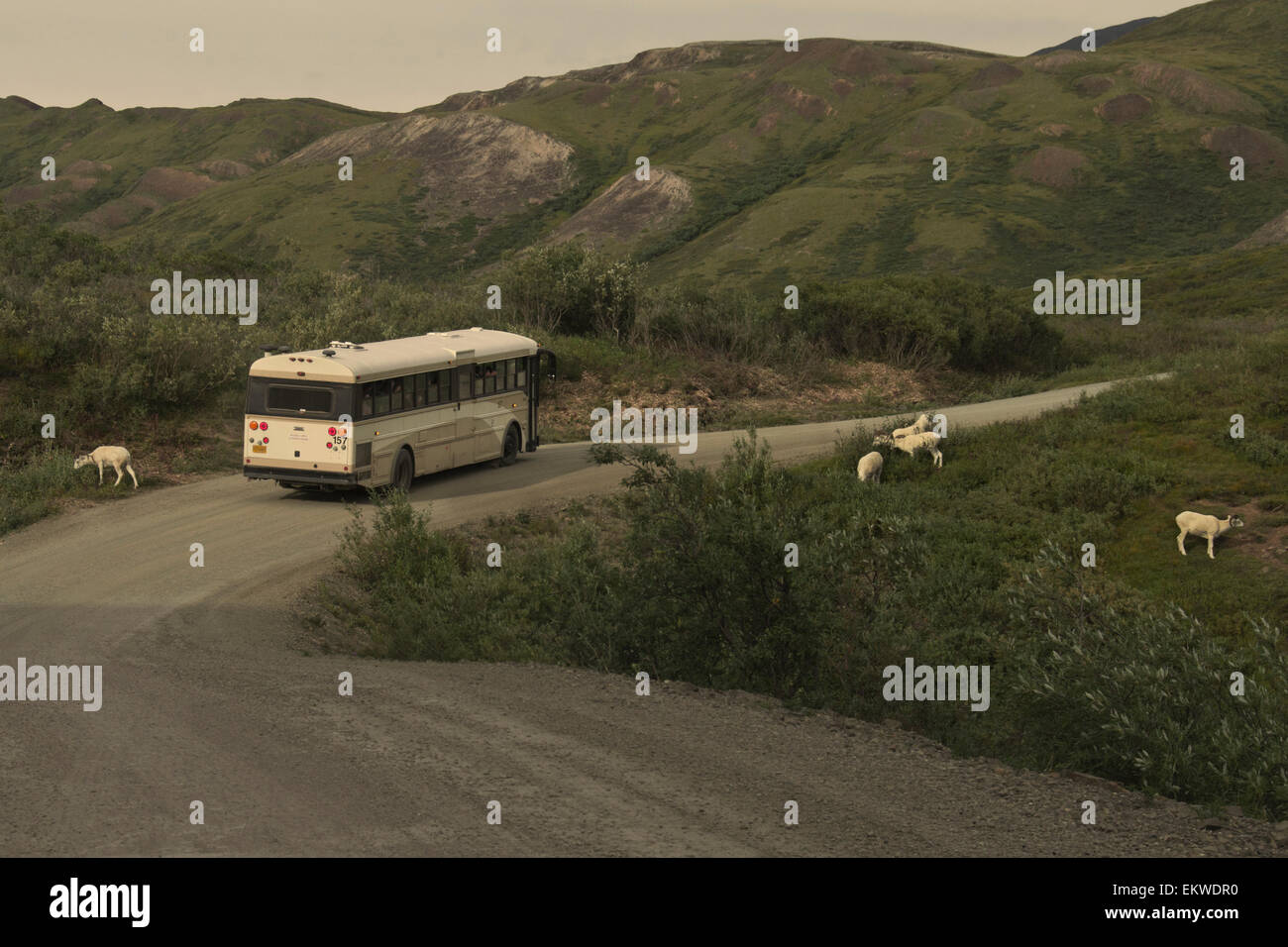 Tundra wilderness tour hi-res stock photography and images - Alamy
