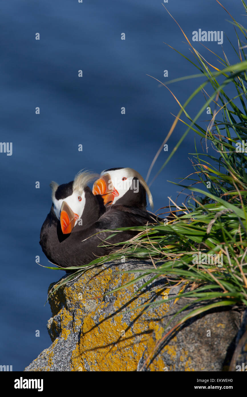 Preening tufted puffin hi-res stock photography and images - Alamy