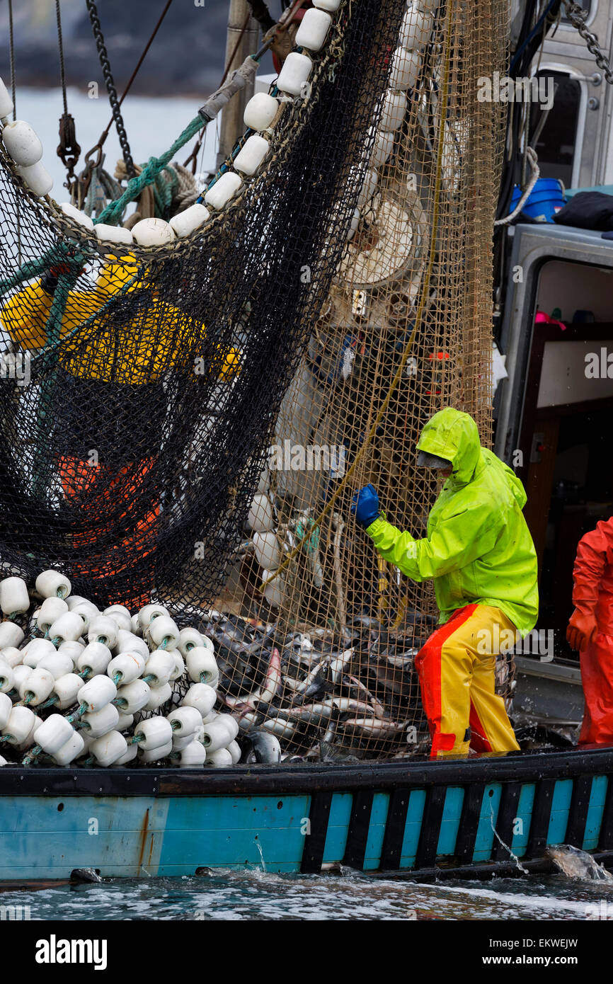 Fisherman on a boat commerical fishing for salmon, Kodiak, Southwest ...