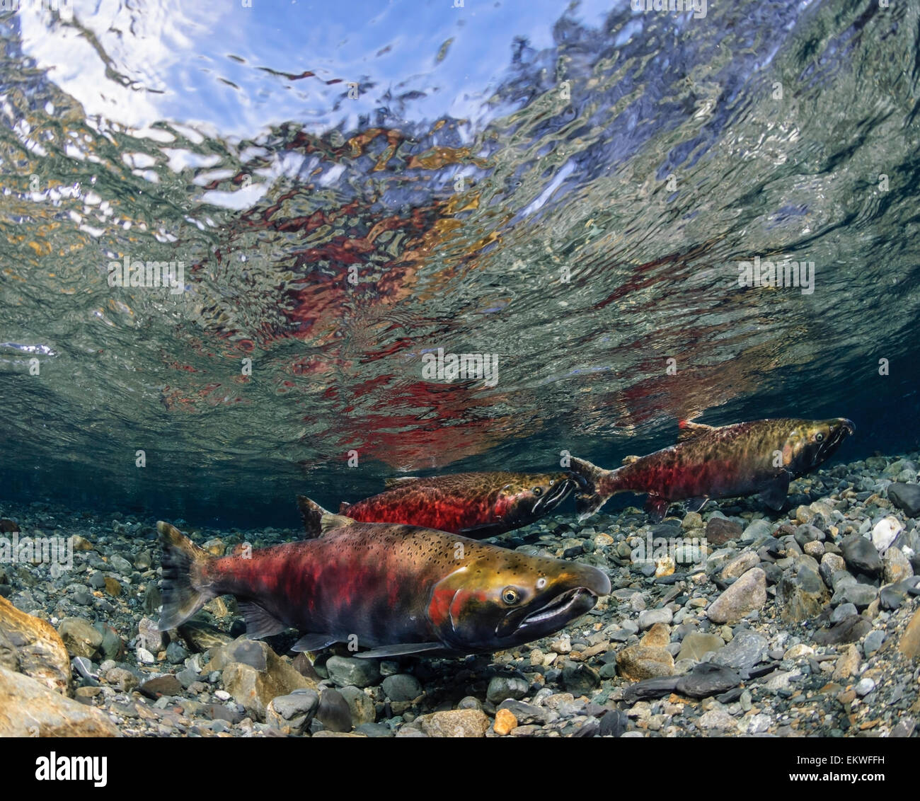 Underwater View Of Coho Salmon On Their Spawning Grounds In Power Creek ...