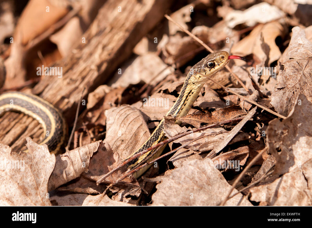 Garter snake tongue hi-res stock photography and images - Alamy