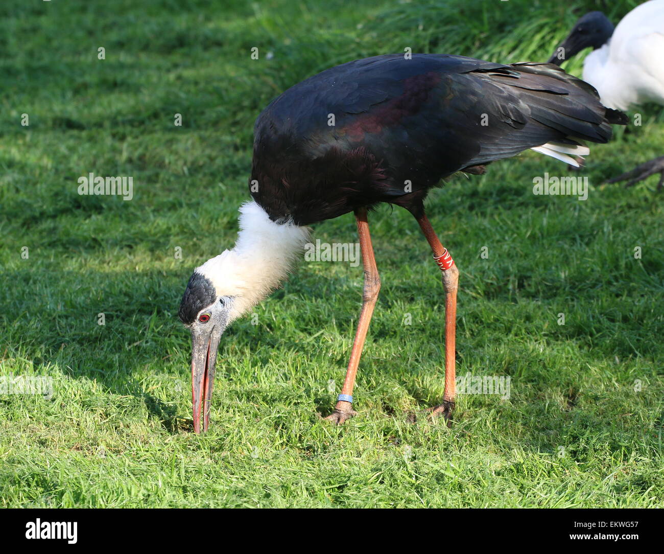 Foraging Woolly-necked stork or Bishop stork (Ciconia episcopus) at ...
