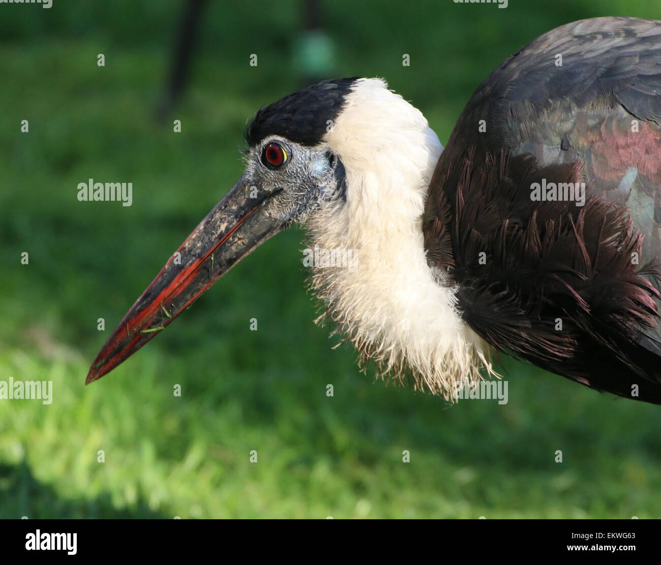 Woolly-necked stork or Bishop stork (Ciconia episcopus Stock Photo - Alamy