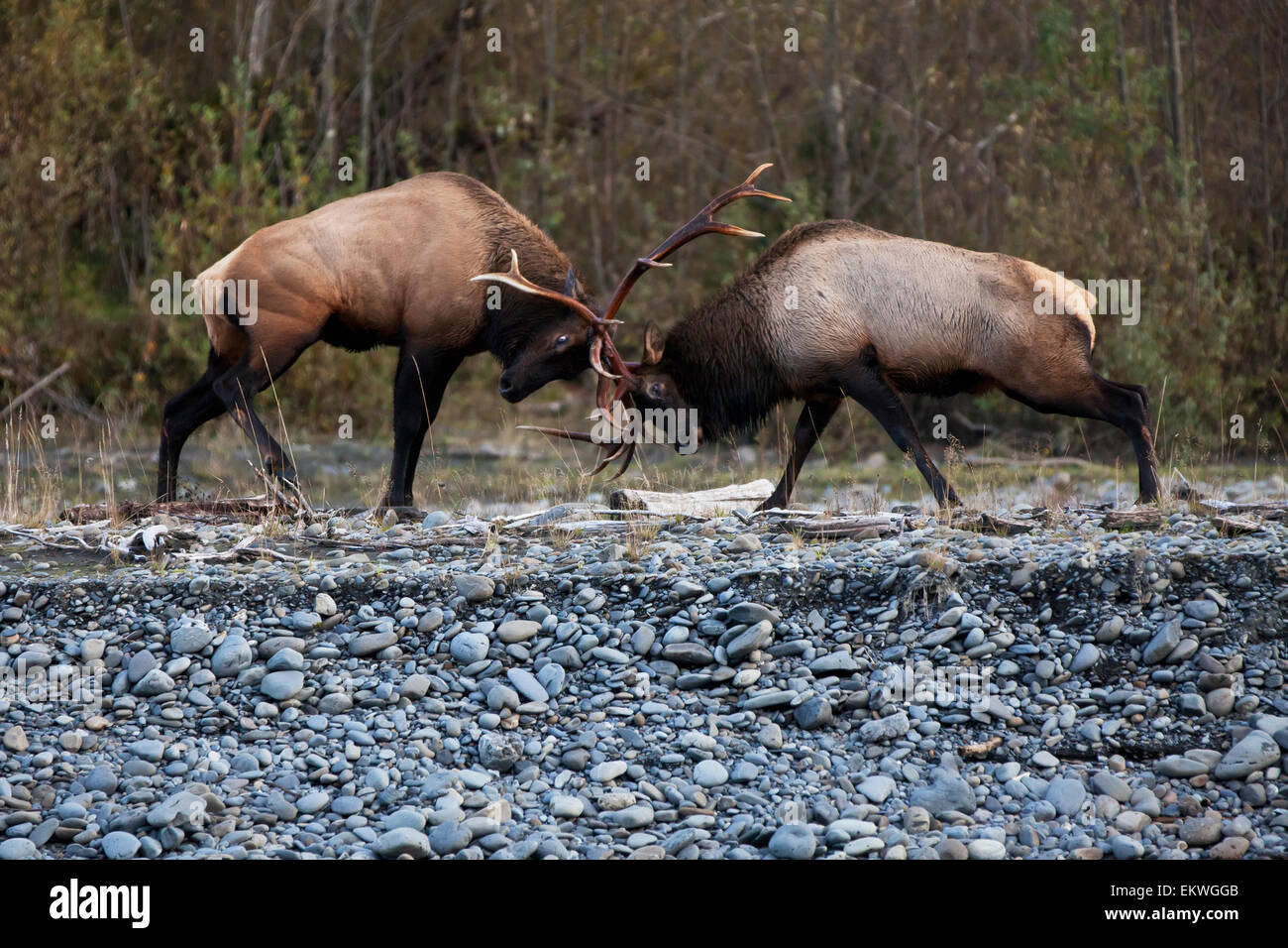 Bull Elk Side View Head High Resolution Stock Photography and Images ...