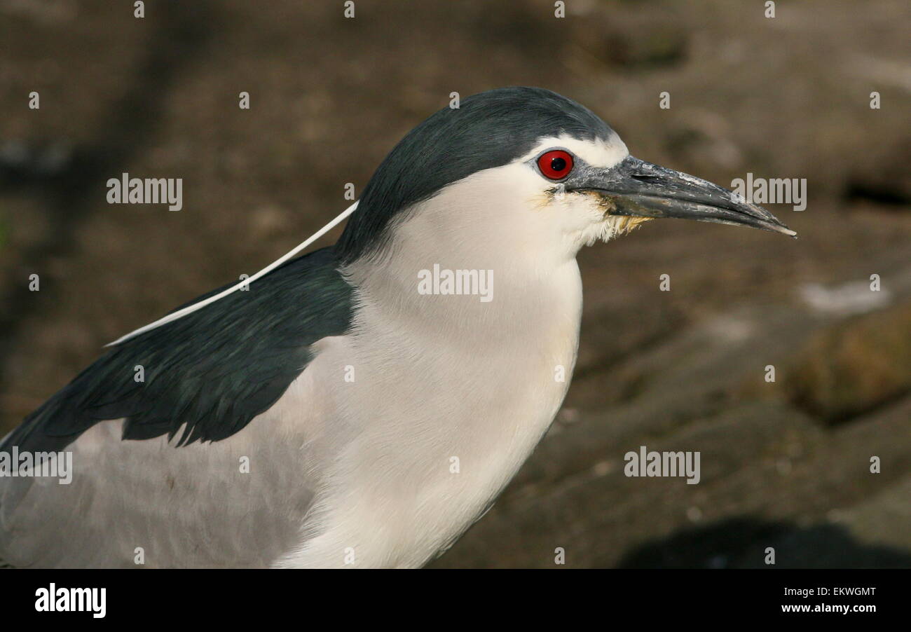 Black-crowned night heron (Nycticorax nycticorax Stock Photo - Alamy