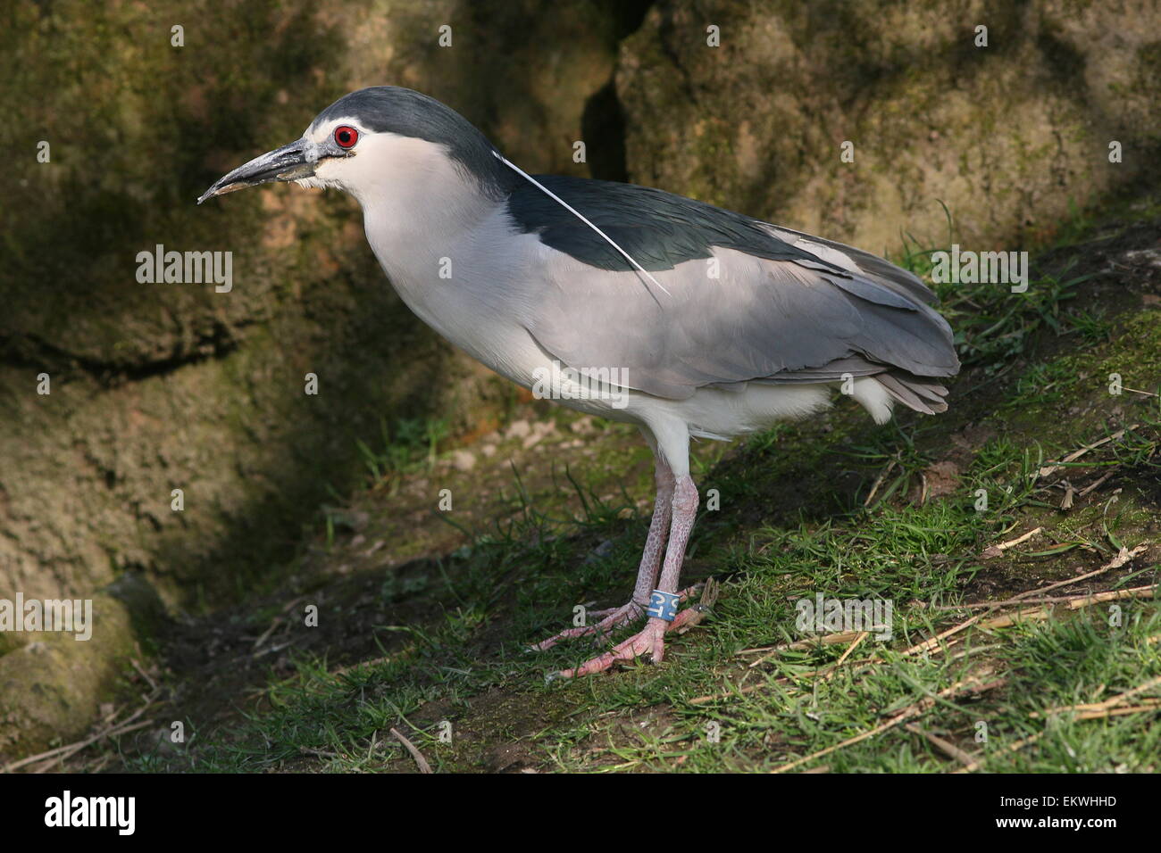 Black-crowned night heron (Nycticorax nycticorax Stock Photo - Alamy