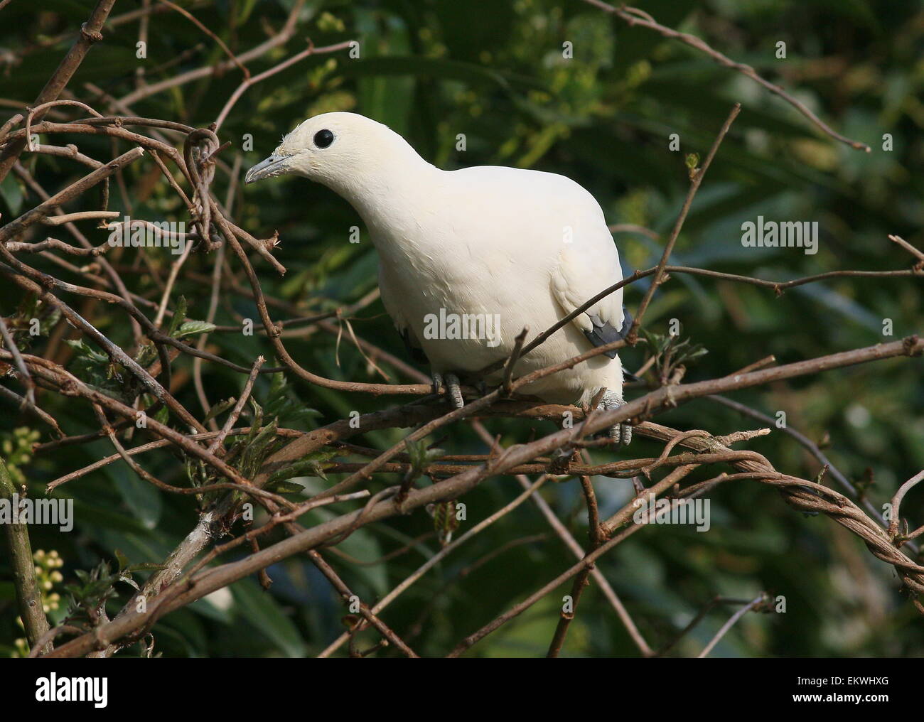 Southeast Asian Pied imperial pigeon (Ducula bicolor Stock Photo - Alamy