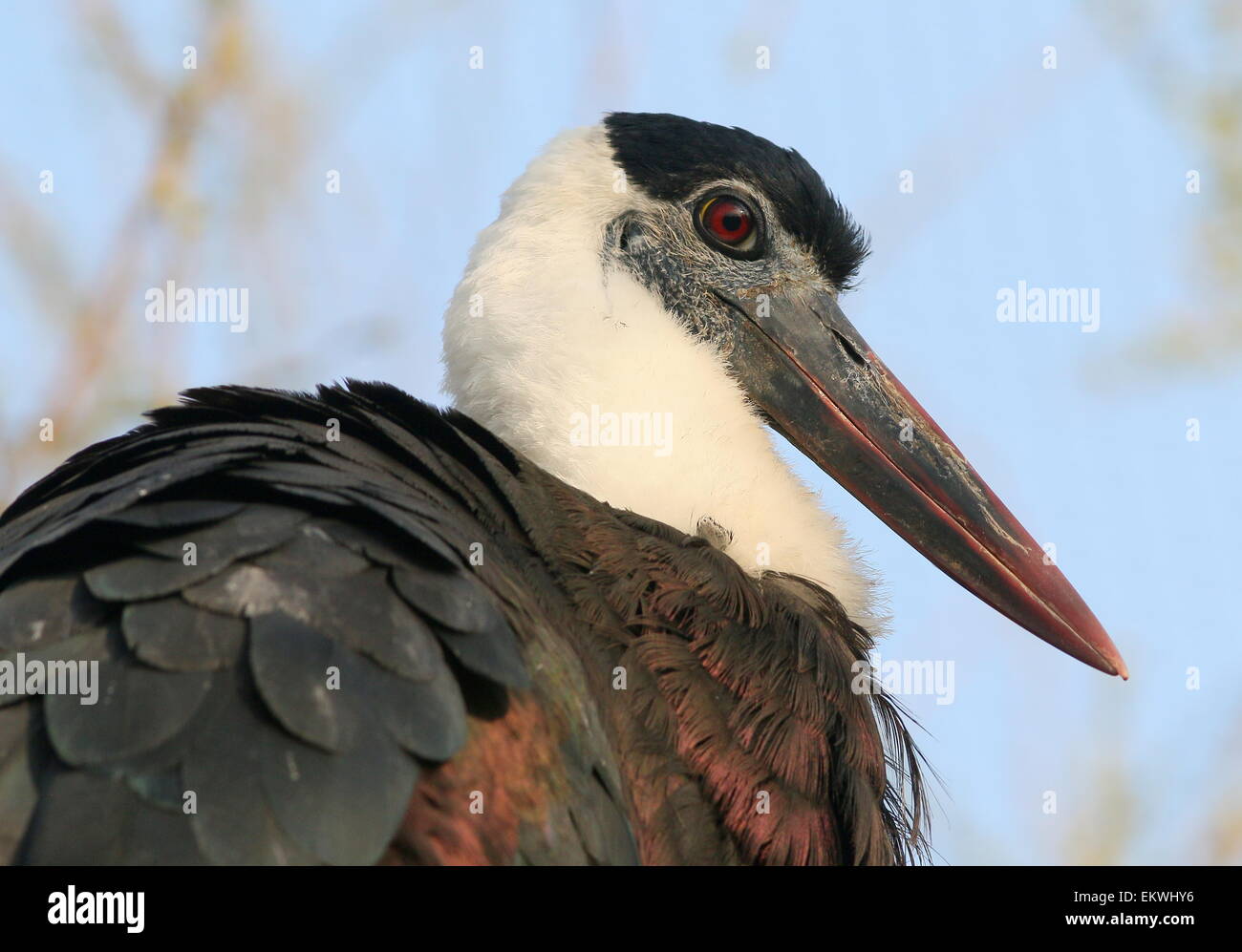 Woolly birds hi-res stock photography and images - Alamy