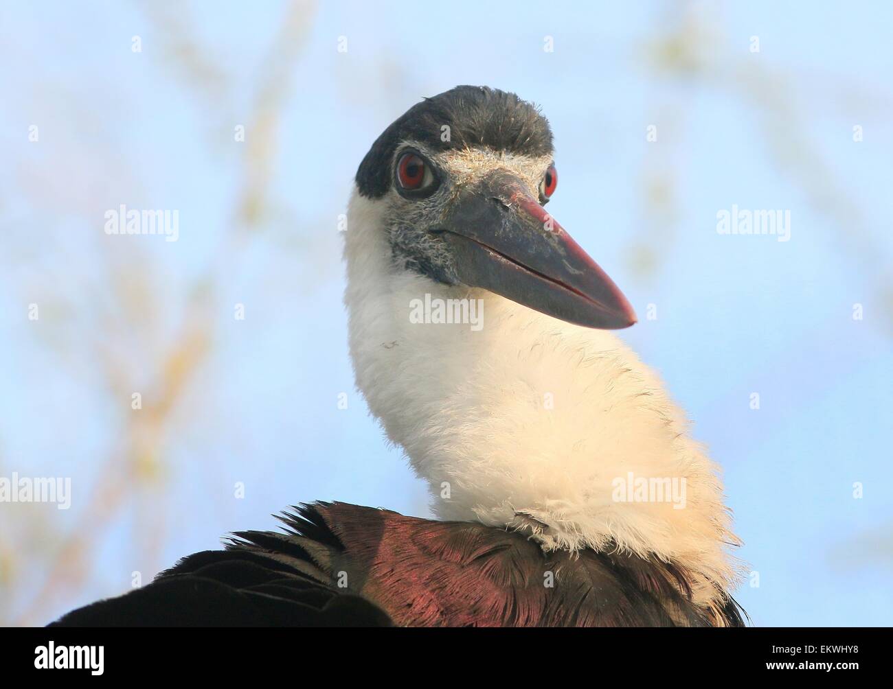 Closeup of the head of a Woolly-necked stork or Bishop stork (Ciconia ...