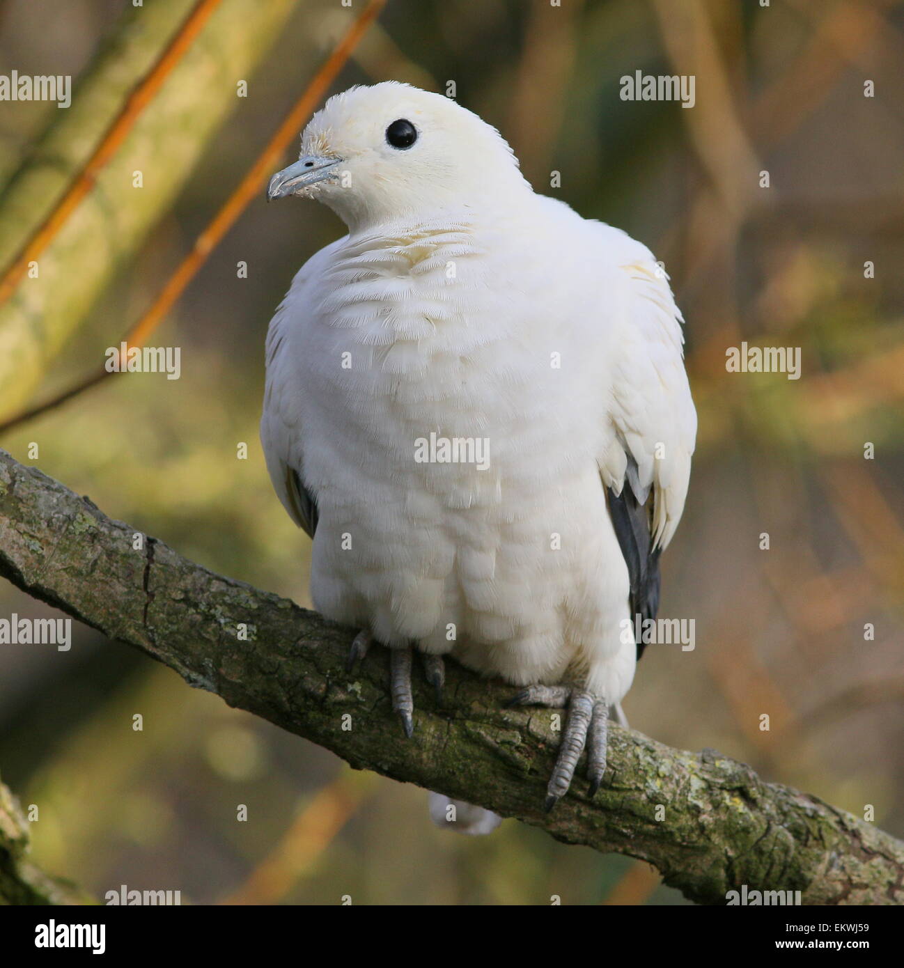 Ducula bicolor hi-res stock photography and images - Alamy