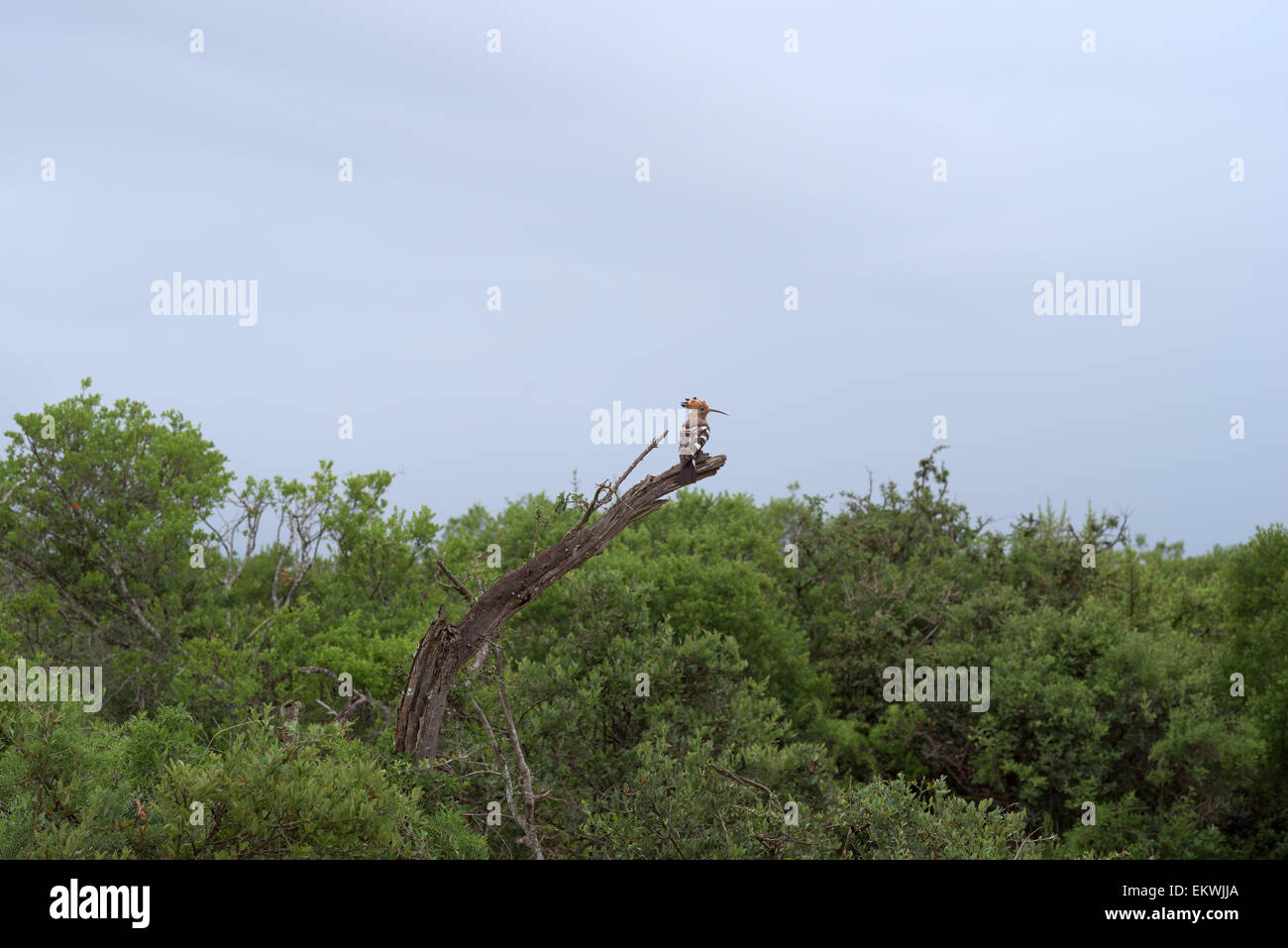 Addo Elephant National Park Trees High Resolution Stock Photography and ...