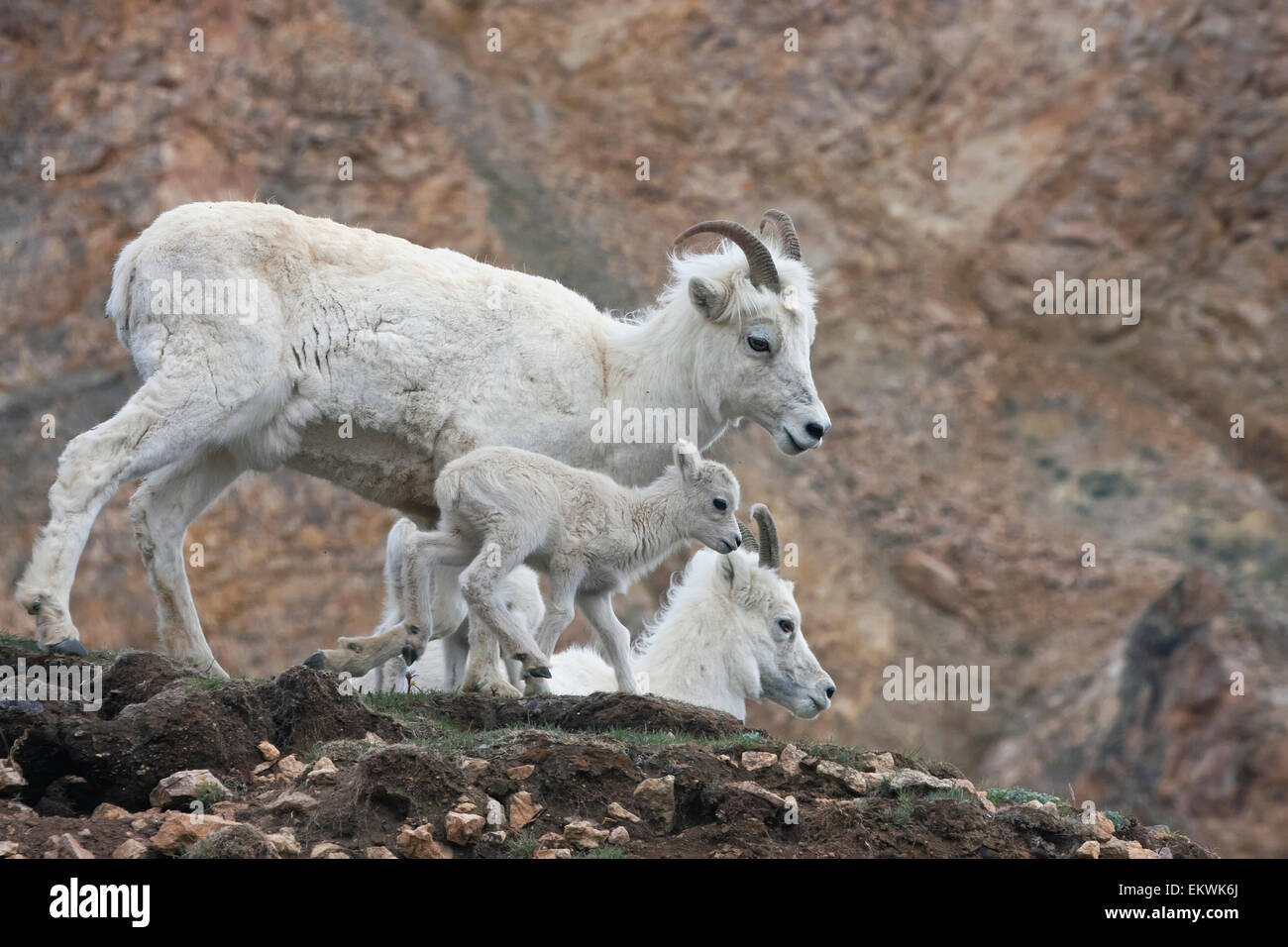 Dall Sheep lamb and its mother and next to another ewe (Ovis dalli ...