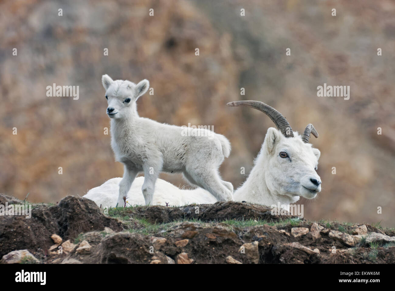 Dall Sheep lamb and its mother (Ovis dalli dalli) in Denali National ...