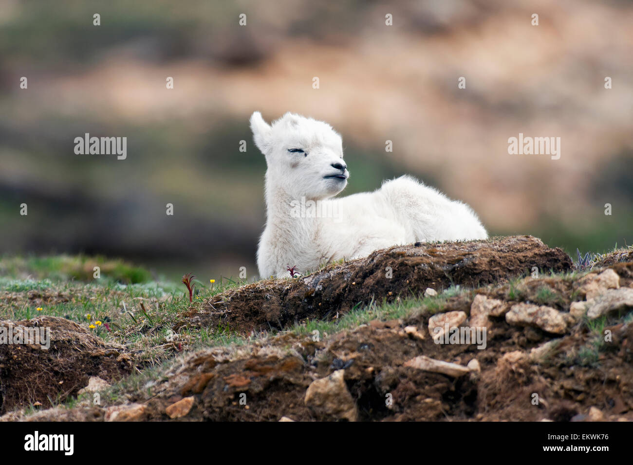 Dall Sheep lamb (Ovis dalli dalli) in Denali National Park, Interior ...