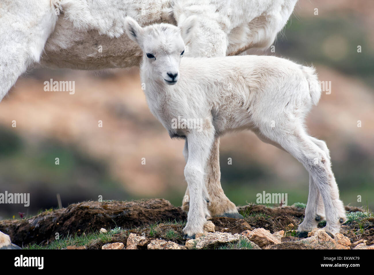 Dall Sheep lamb finds protection next to its mother (Ovis dalli dalli ...