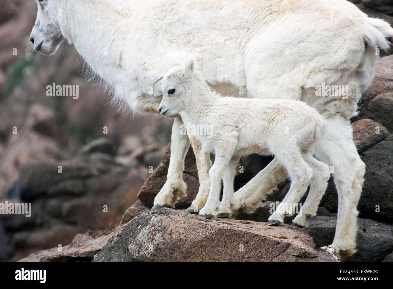 Dall Sheep lamb finds protection next to its mother (Ovis dalli dalli ...