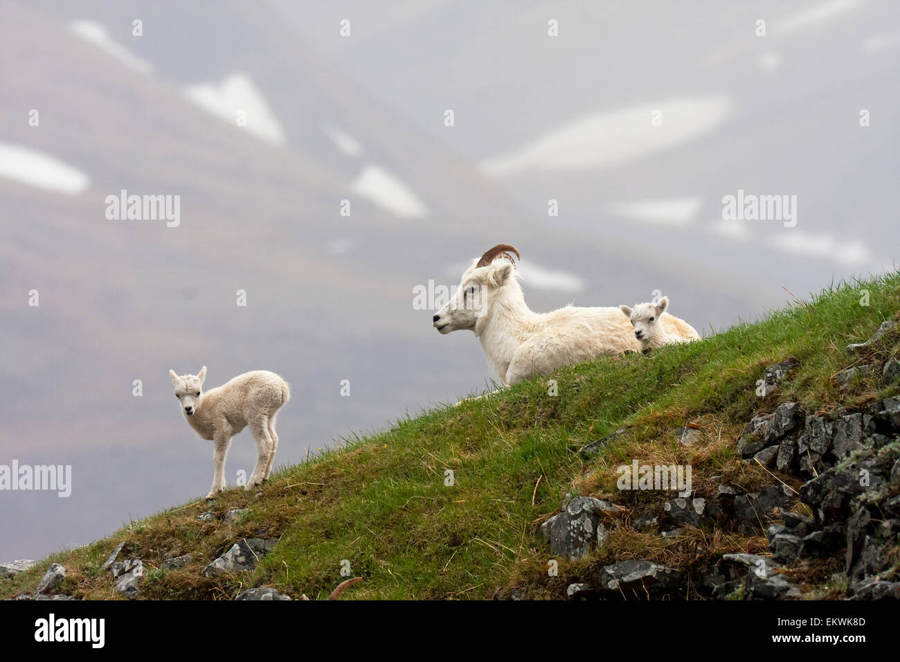 Three dall sheep hi-res stock photography and images - Alamy