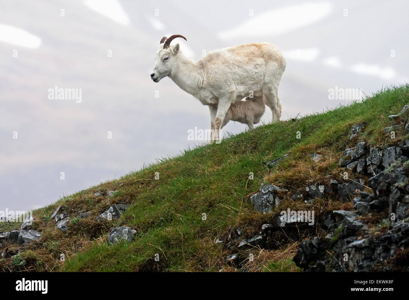 Dall Sheep (Ovis dalli dalli) lamb nurses from its mother in Denali ...