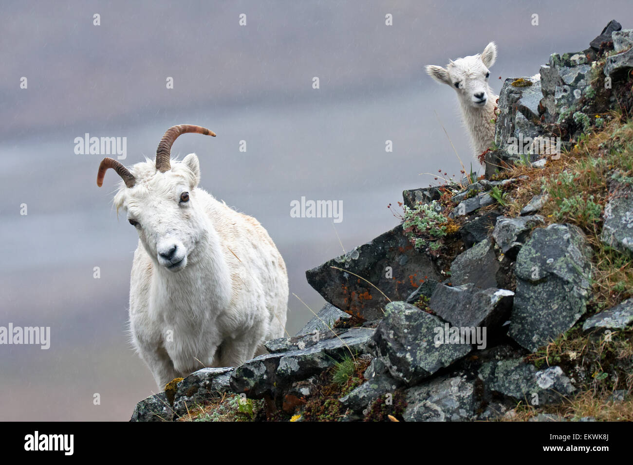 Dall Sheep ewe and her lamb (Ovis dalli dalli) in Denali National Park ...
