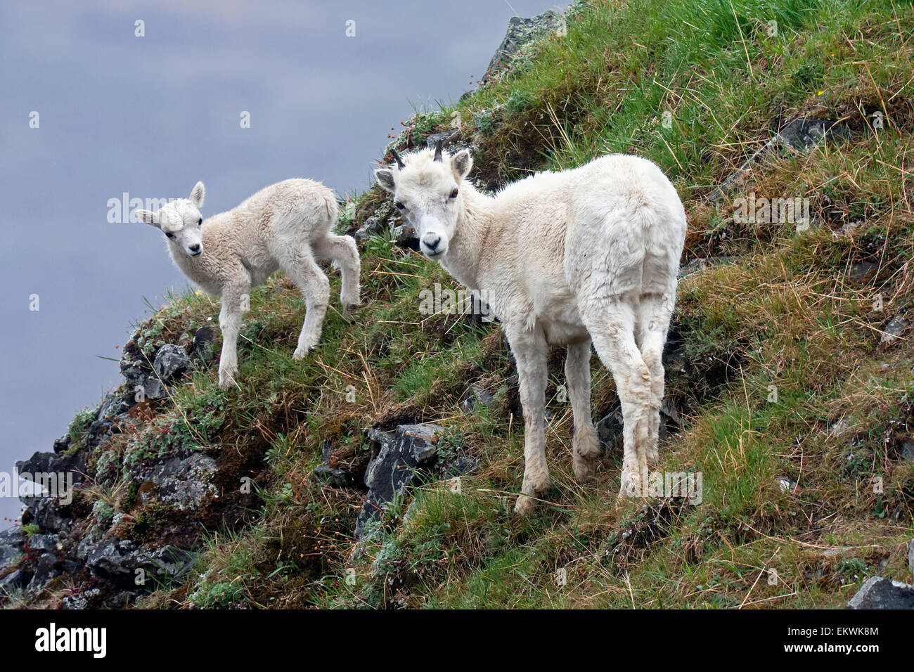 Dall Sheep ewe and her lamb (Ovis dalli dalli) in Denali National Park ...