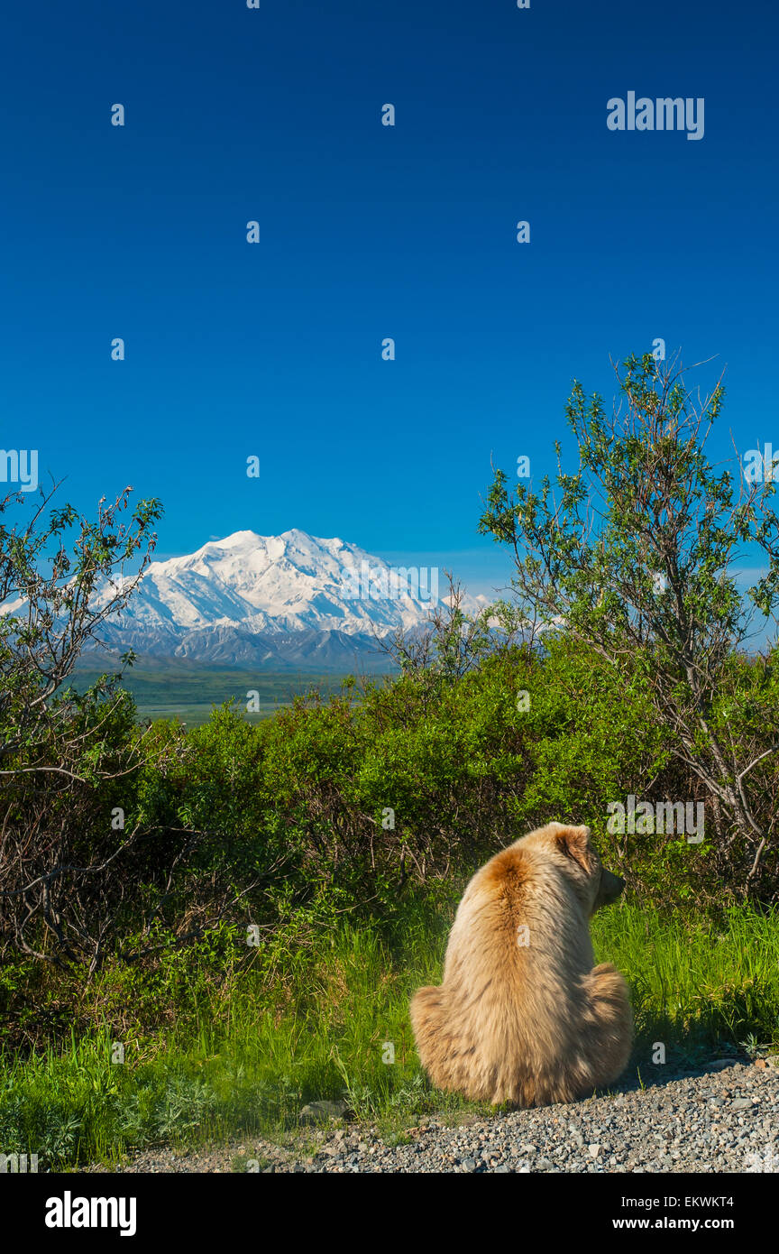 Sitting grizzly bear hi-res stock photography and images - Alamy