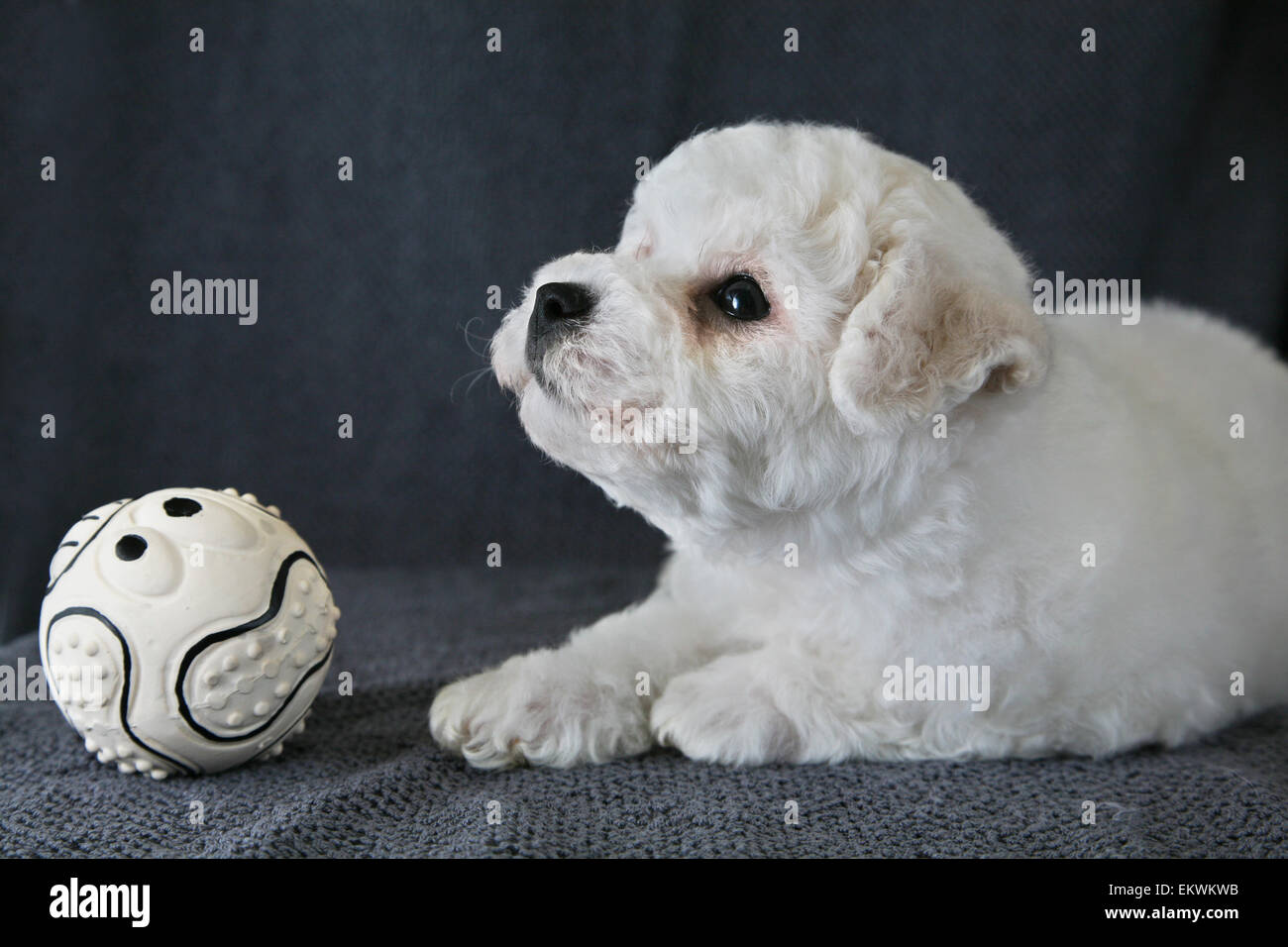 Puppy Bishon Frise Stock Photo - Alamy