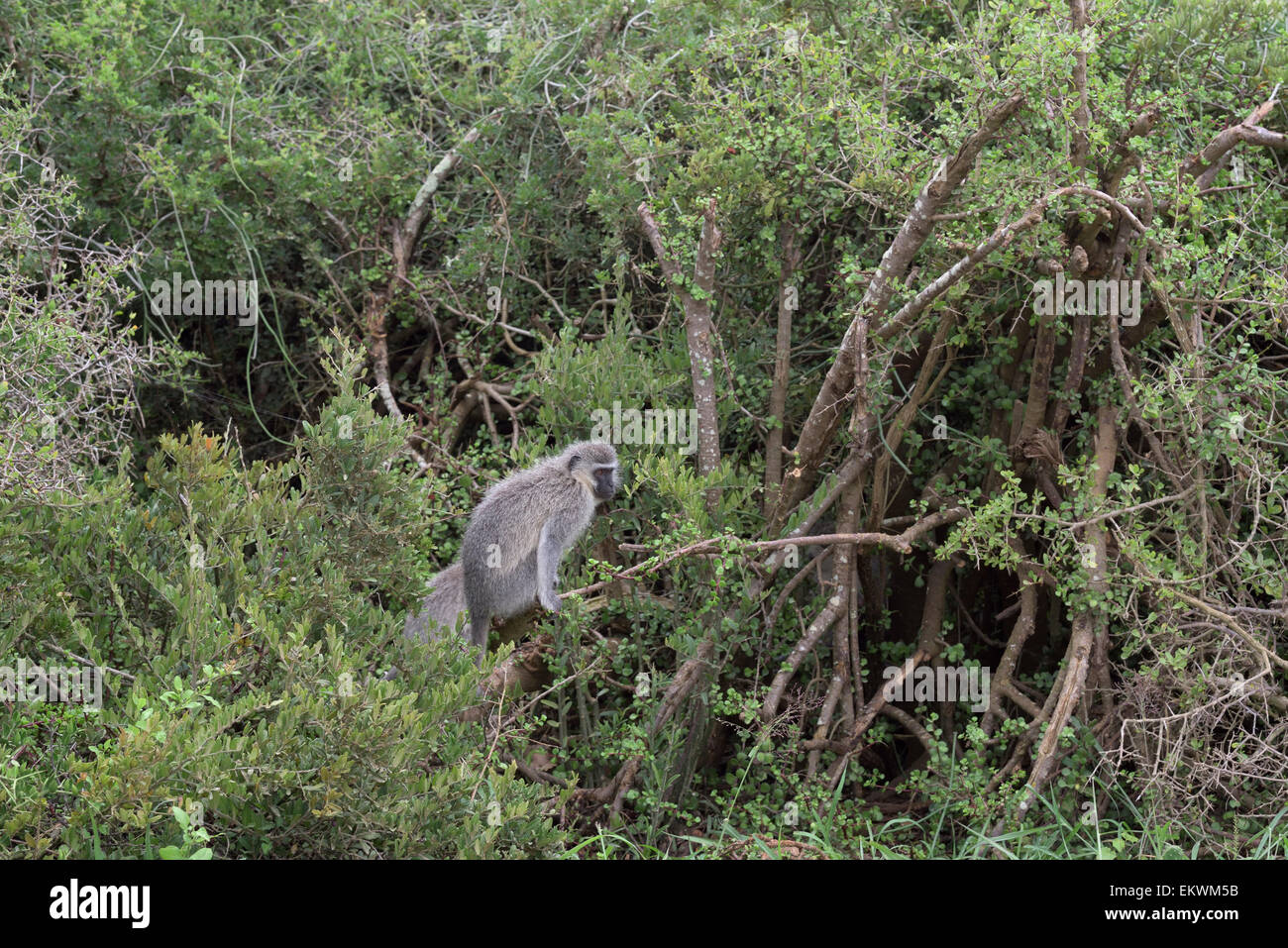Green Monkeys in trees in Addo Elephant National Park, South Africa ...