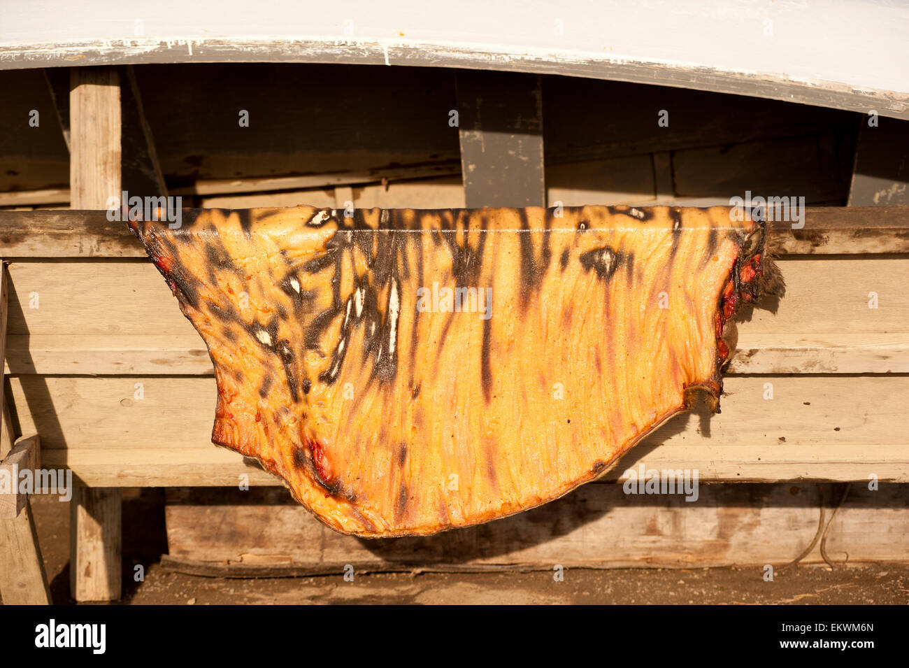 Drying Seal Hide High Resolution Stock Photography and Images - Alamy