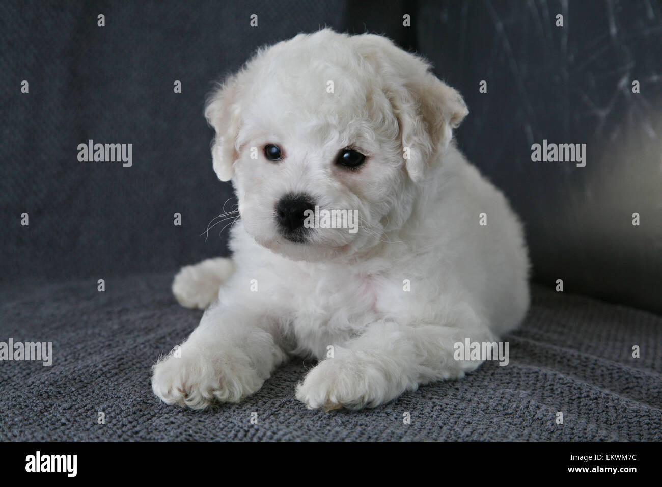 Bishon dog hi-res stock photography and images - Alamy