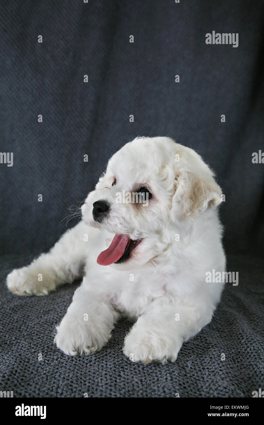 Baby bichon frise hi-res stock photography and images - Alamy