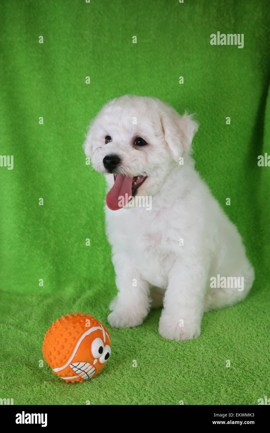 Baby bichon frise hi-res stock photography and images - Alamy