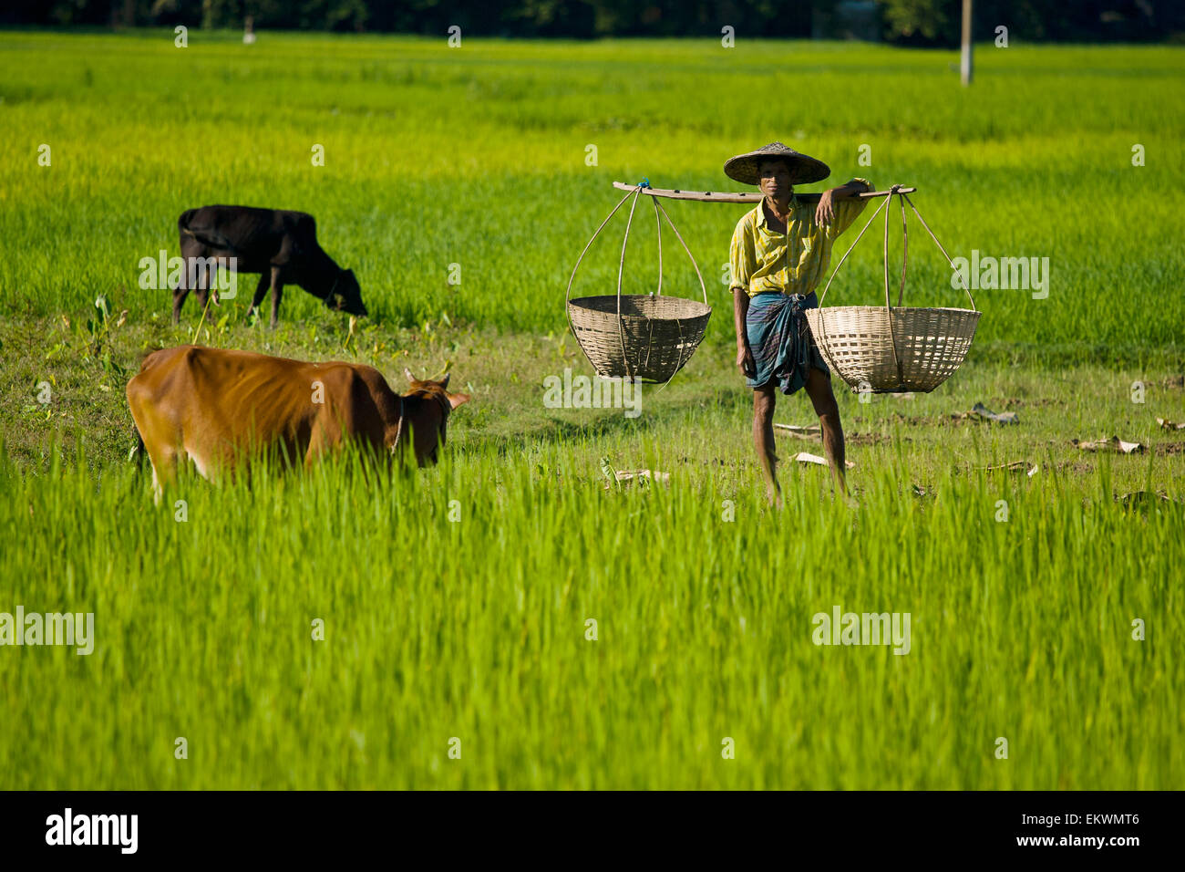 A Man Standing In A Field With Two Cows In A Rural Area Outside Sylhet ...