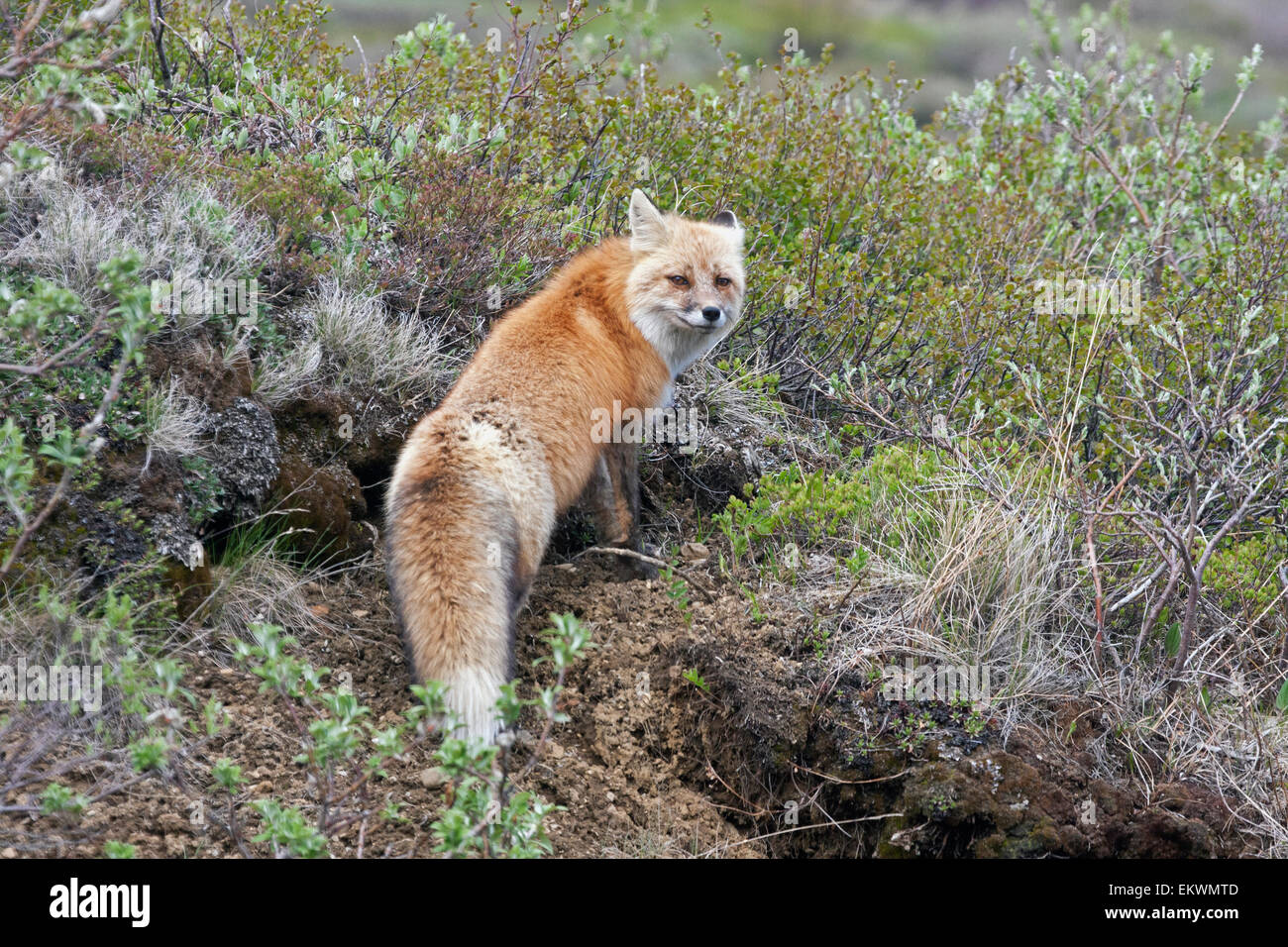 Red Fox (Vulpes vulpes) near the Park road in Denali National Park ...