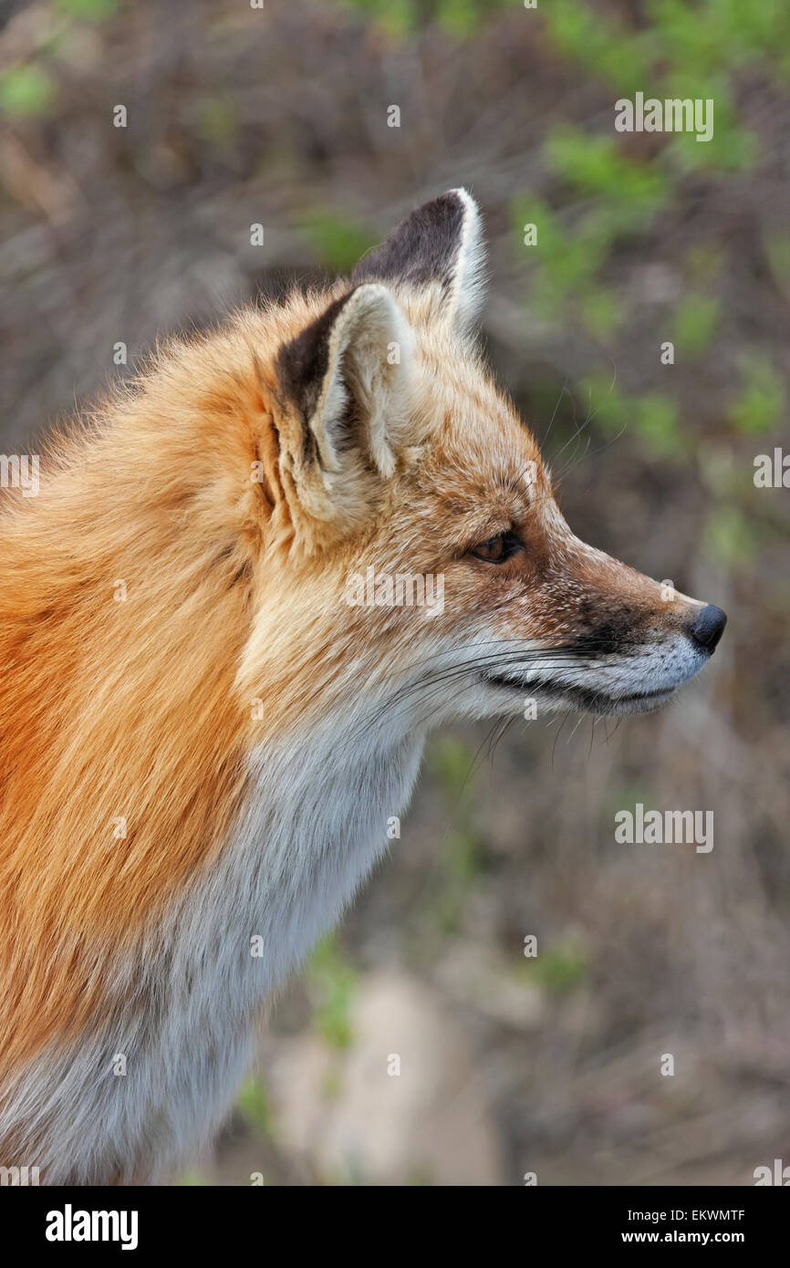 Close up of a Red Fox (Vulpes vulpes) near the Park road in Denali ...