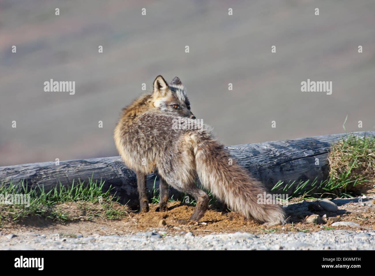 Red Fox (Vulpes vulpes) near the Park road in Denali National Park ...