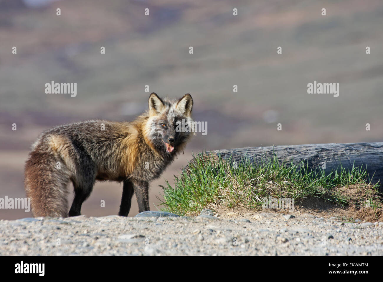 Red Fox (Vulpes vulpes) near the Park road in Denali National Park ...